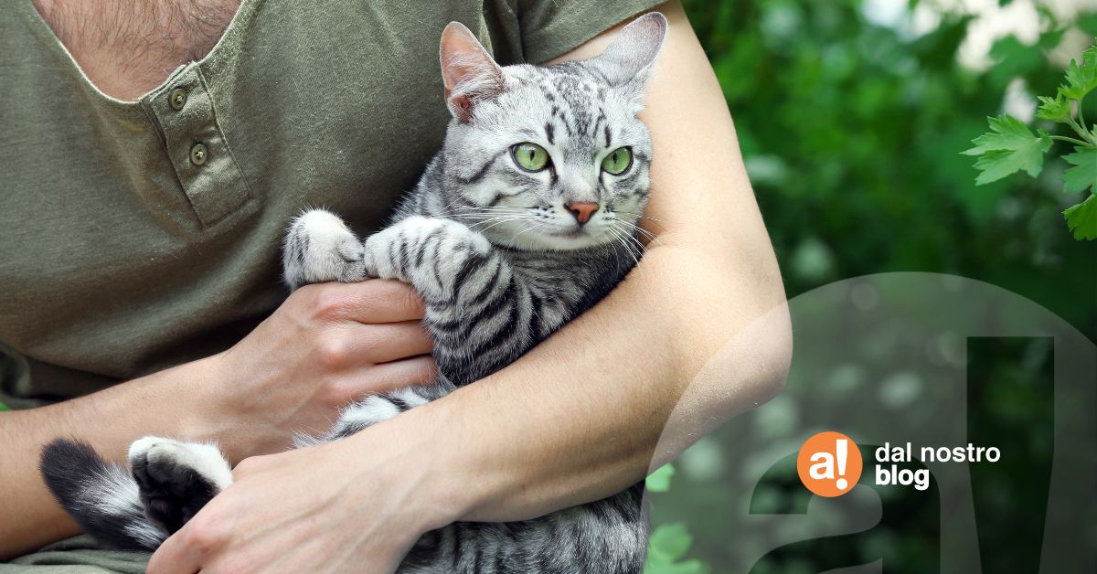 Come Abituare il Gatto a Stare in Braccio | Blog Assaperlo